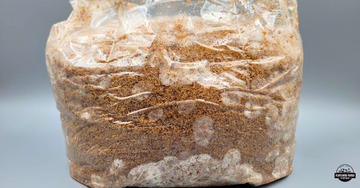 Mastering Cultivation: How to Grow Lion’s Mane Mushrooms at Home ...